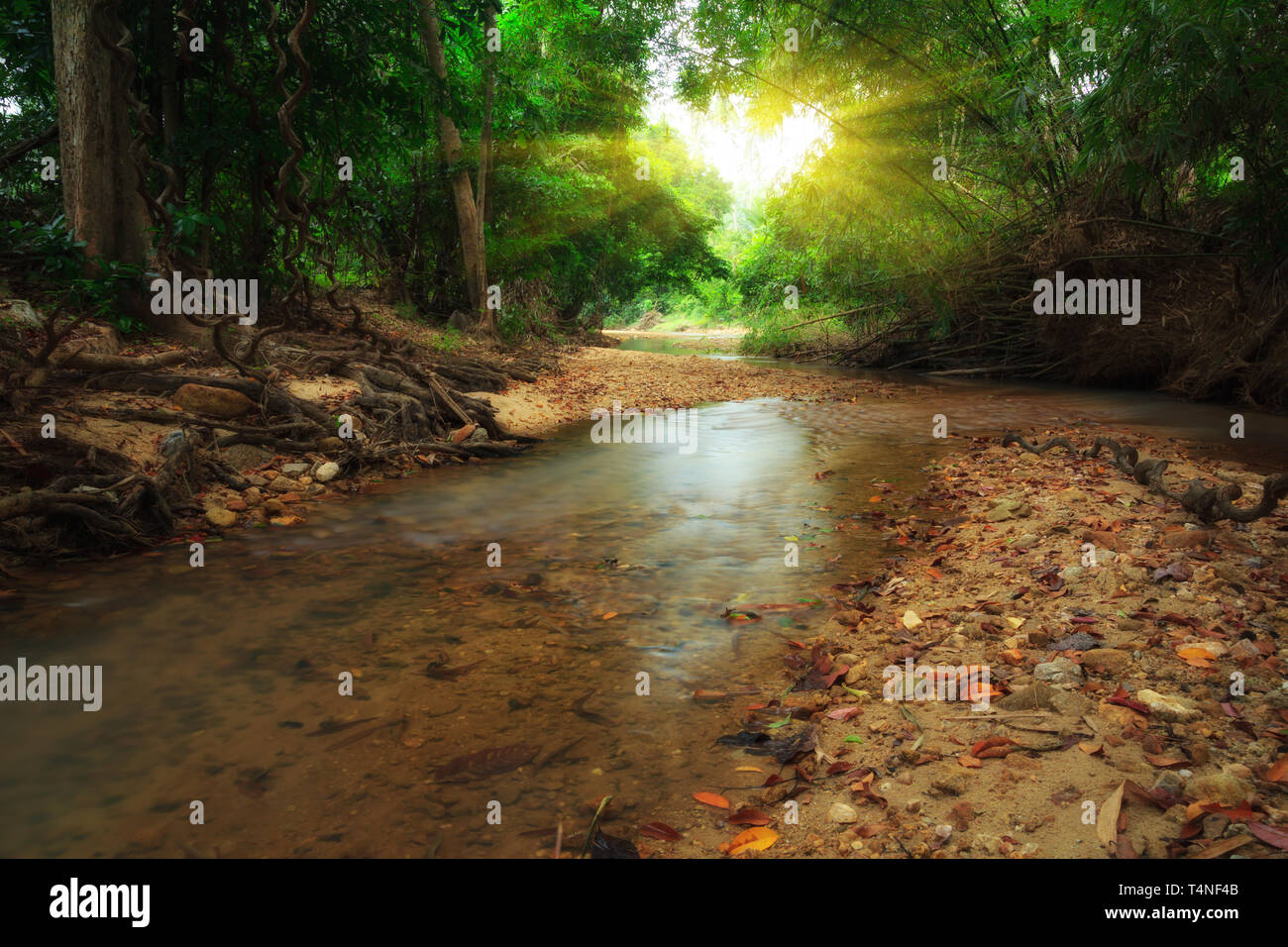 Tropical river in jungle Stock Photo - Alamy