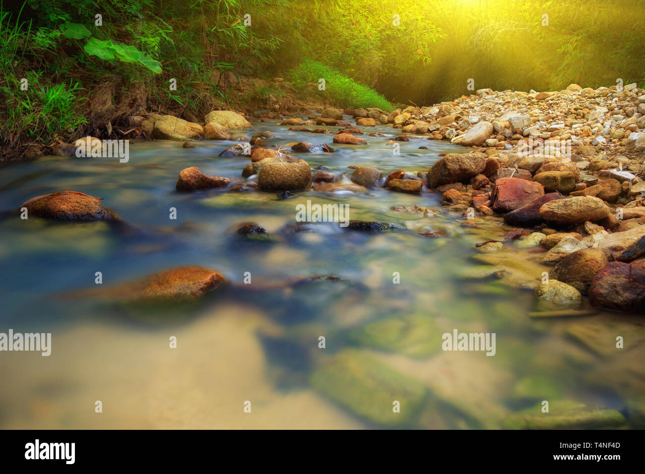 Tropical river in jungle Stock Photo - Alamy