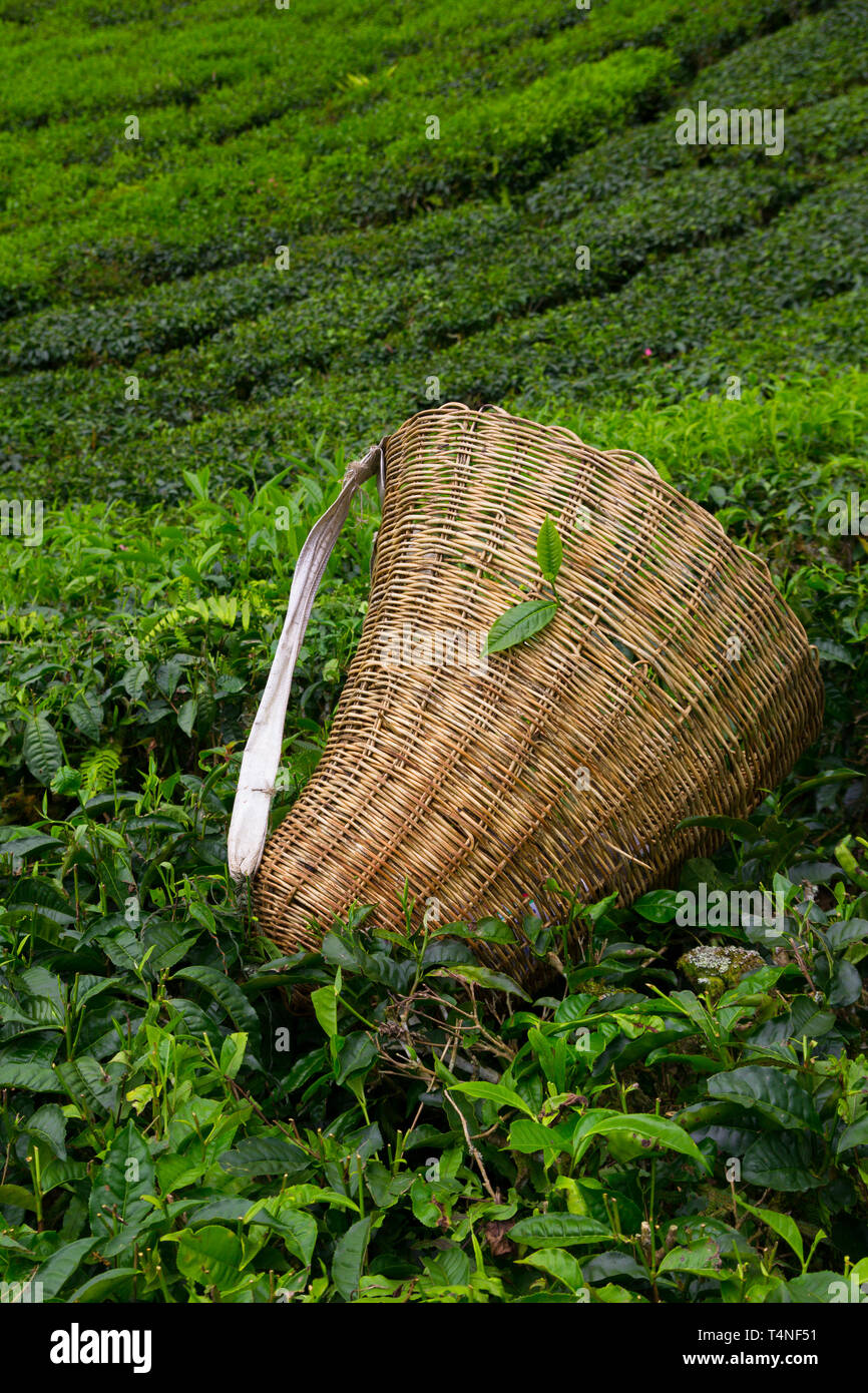 Tea picker bag with fresh leaf over a bush on tea plantation at Cameron ...