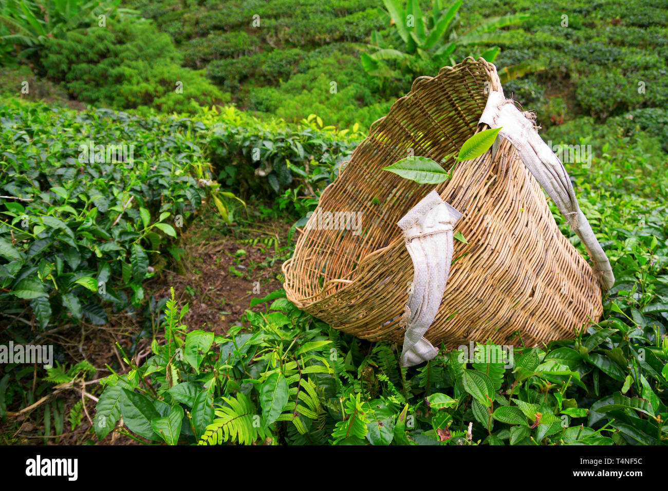 Tea picker bag with fresh leaf over a bush on tea plantation at Cameron ...