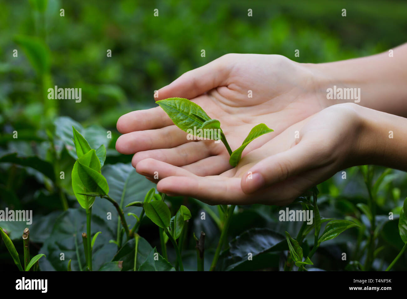 Fresh tea leaves in hands over tea bush on plantation Stock Photo - Alamy