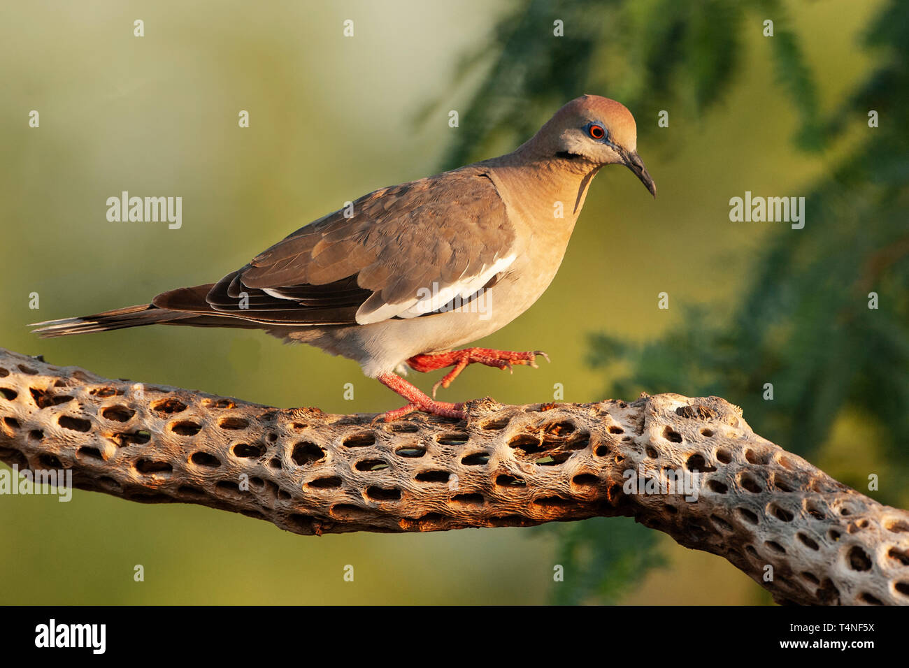 North America; United States; Arizona; Madera Canyon; Wildlife; Birds ...