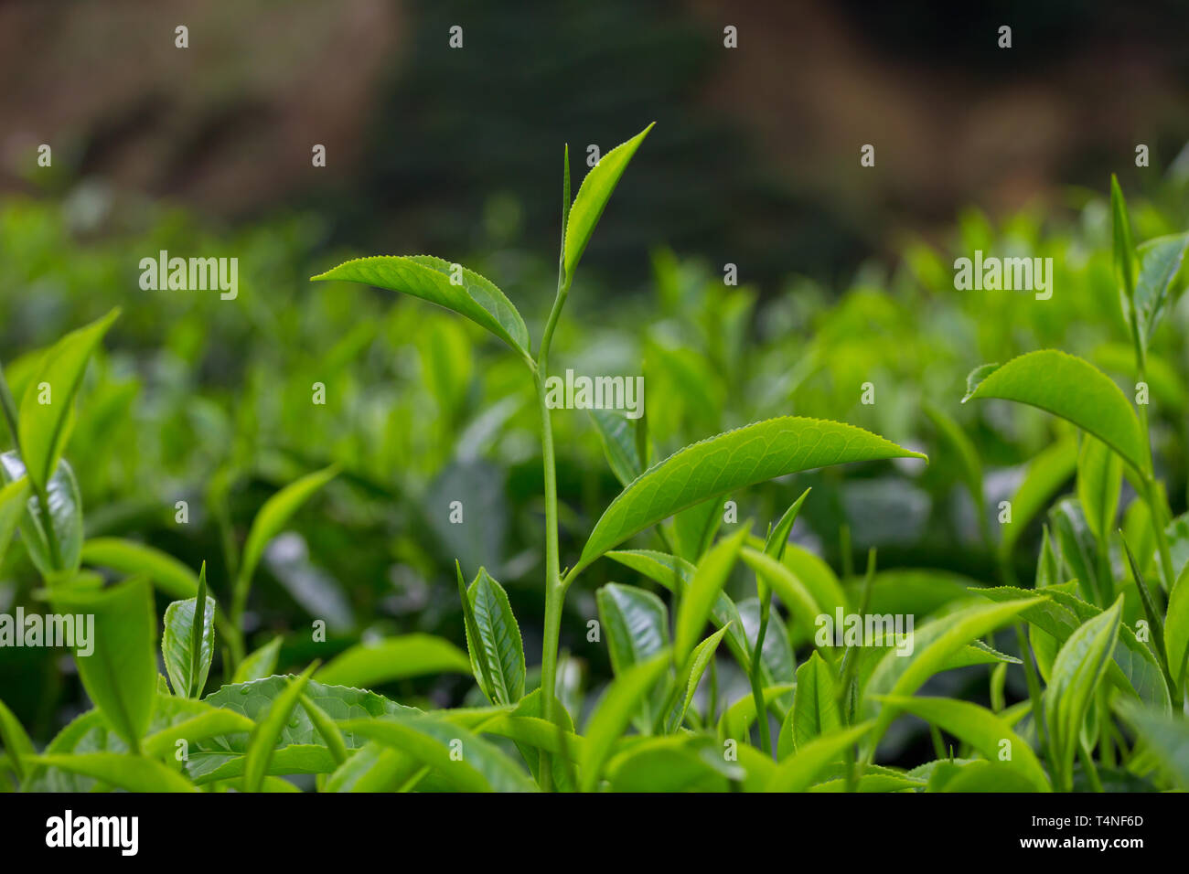 Fresh young tea leafs on plantation Stock Photo - Alamy