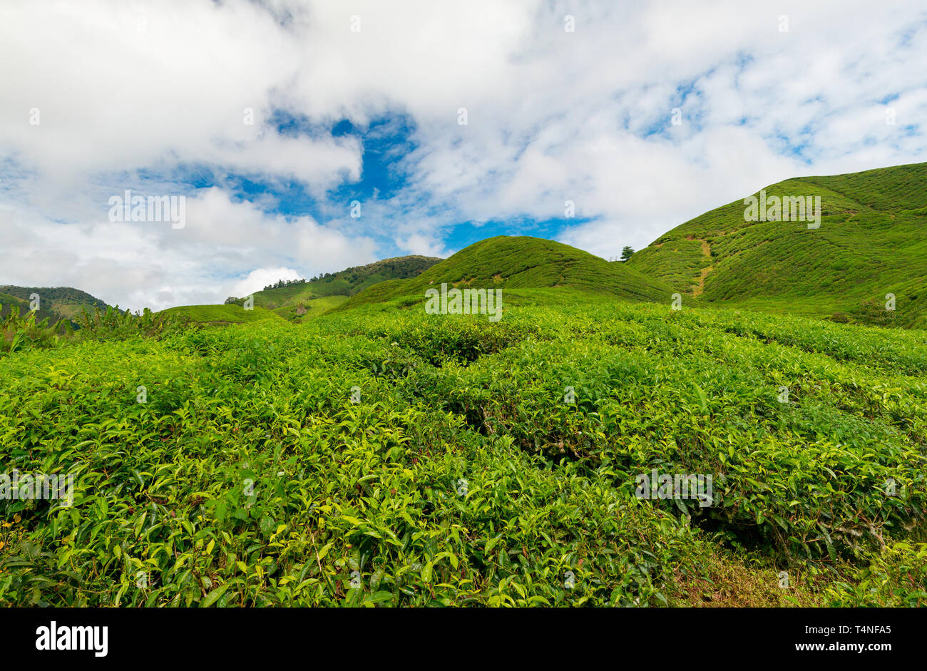 View boh tea plantation hi-res stock photography and images - Alamy