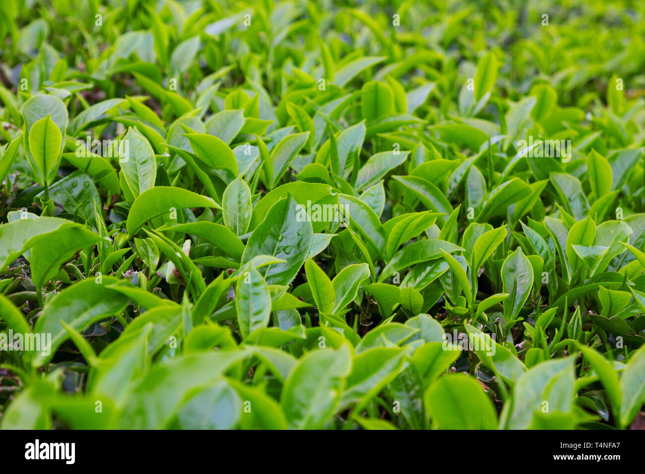 Fresh young tea leafs on plantation Stock Photo - Alamy