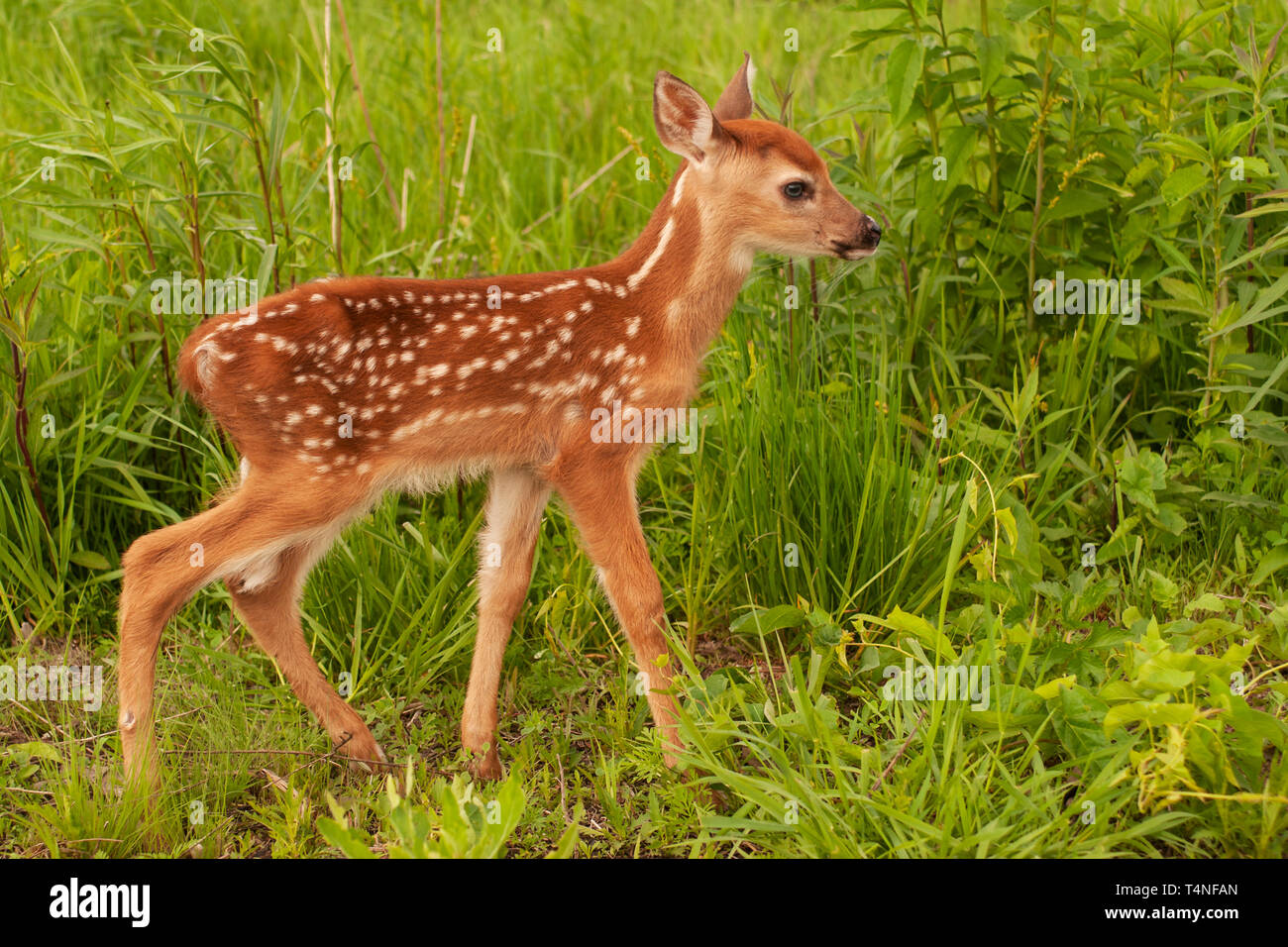 Flathead valley montana hi-res stock photography and images - Alamy