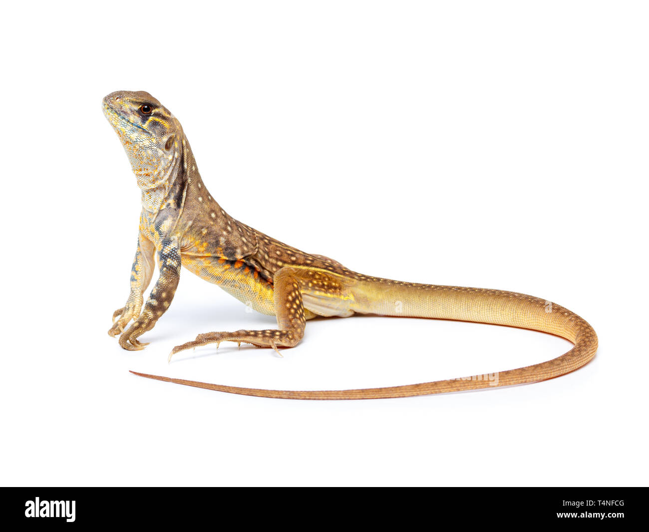 Butterfly Agama Lizard isolated on white background Stock Photo - Alamy