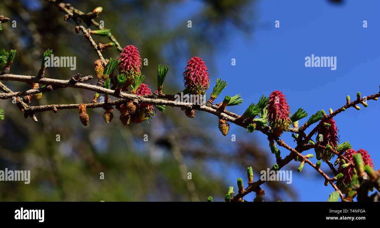 Red Larch Cones Stock Photo - Alamy