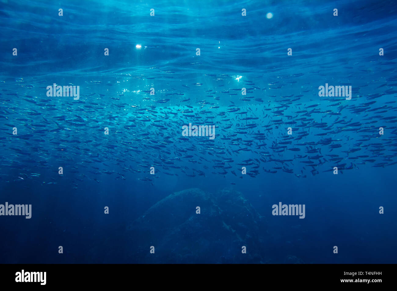 Anchovy school hi-res stock photography and images - Alamy