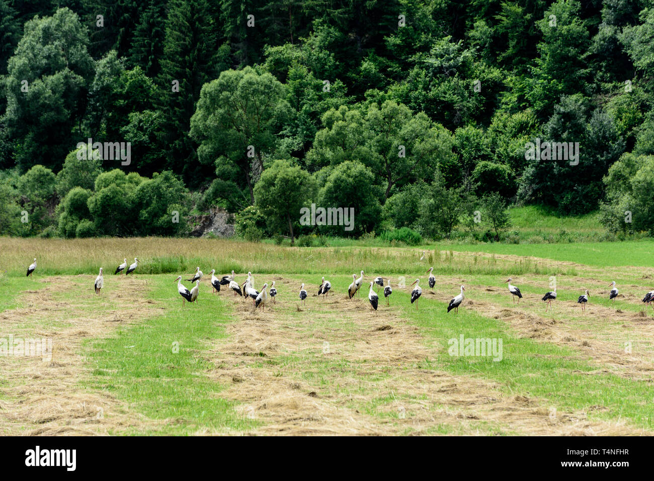 Group of White Storks Around In The Field. Stork Colony Stock Photo - Alamy