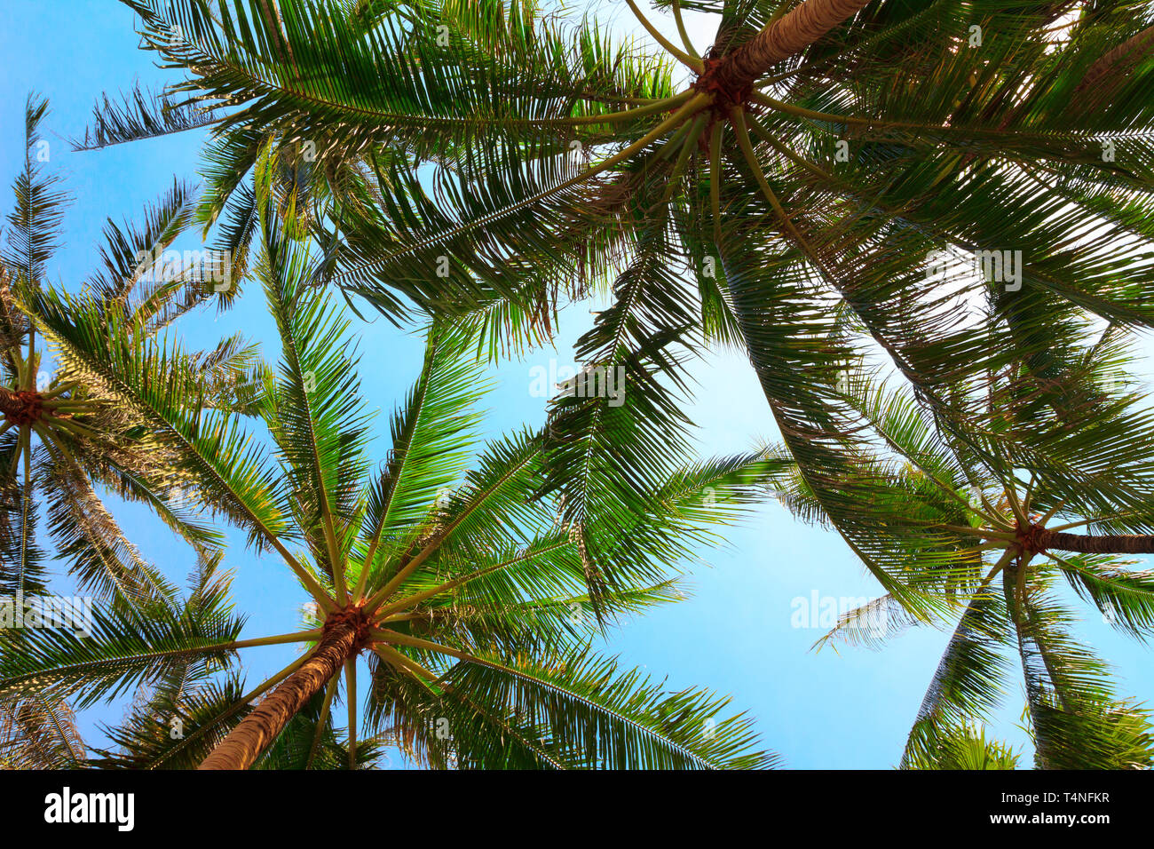 Healthy palm tree over hi-res stock photography and images - Alamy