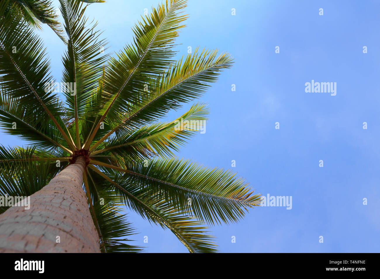 Palm tree over blue sky with copy space Stock Photo - Alamy