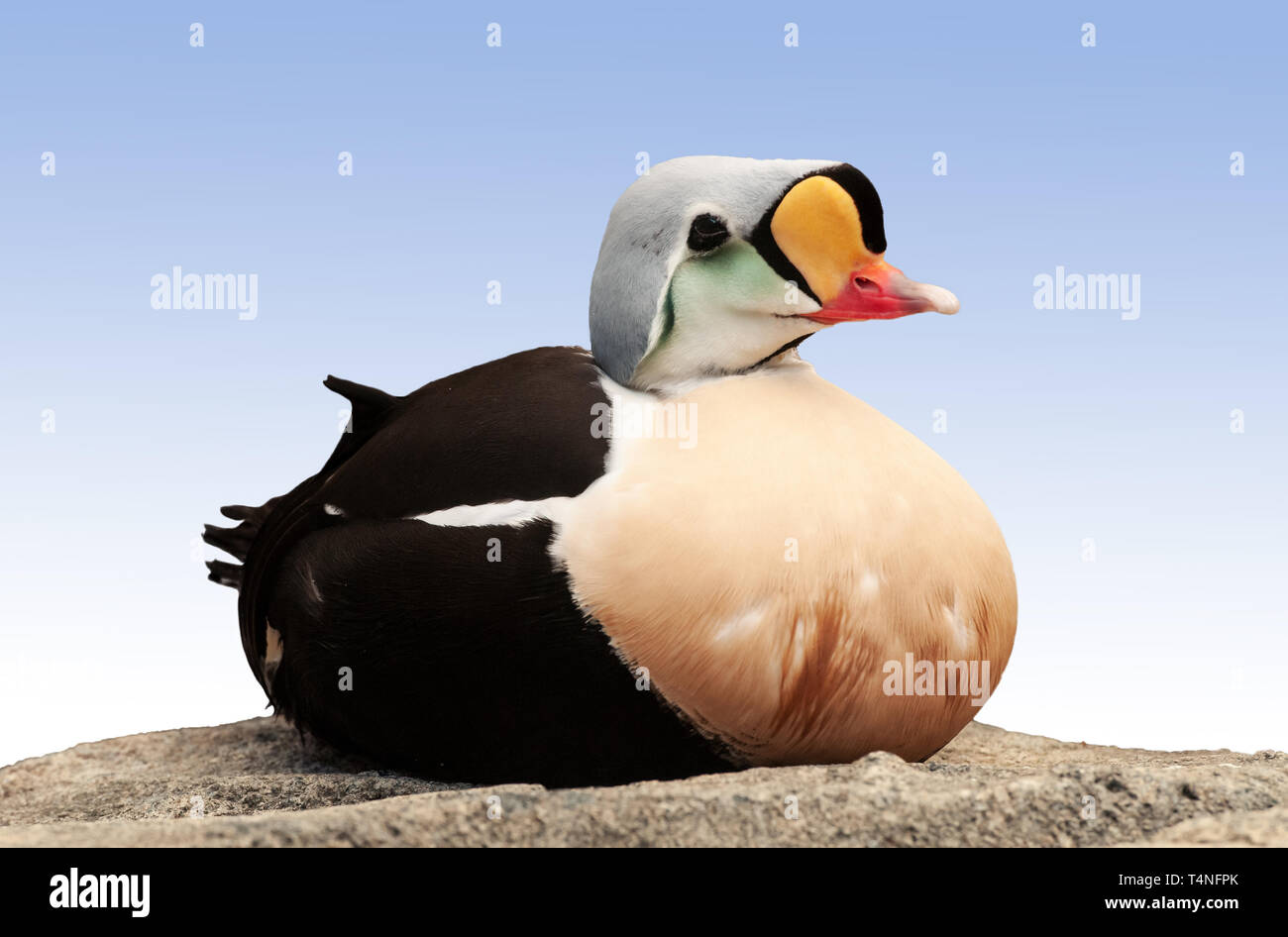 North America; United States; Alaska; Spring; Wildlife; Birds ...