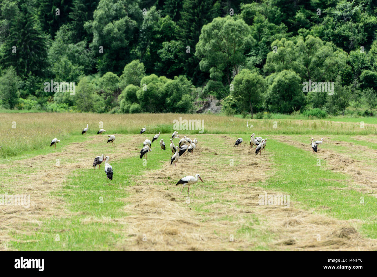 Group of White Storks Around In The Field. Stork Colony Stock Photo - Alamy
