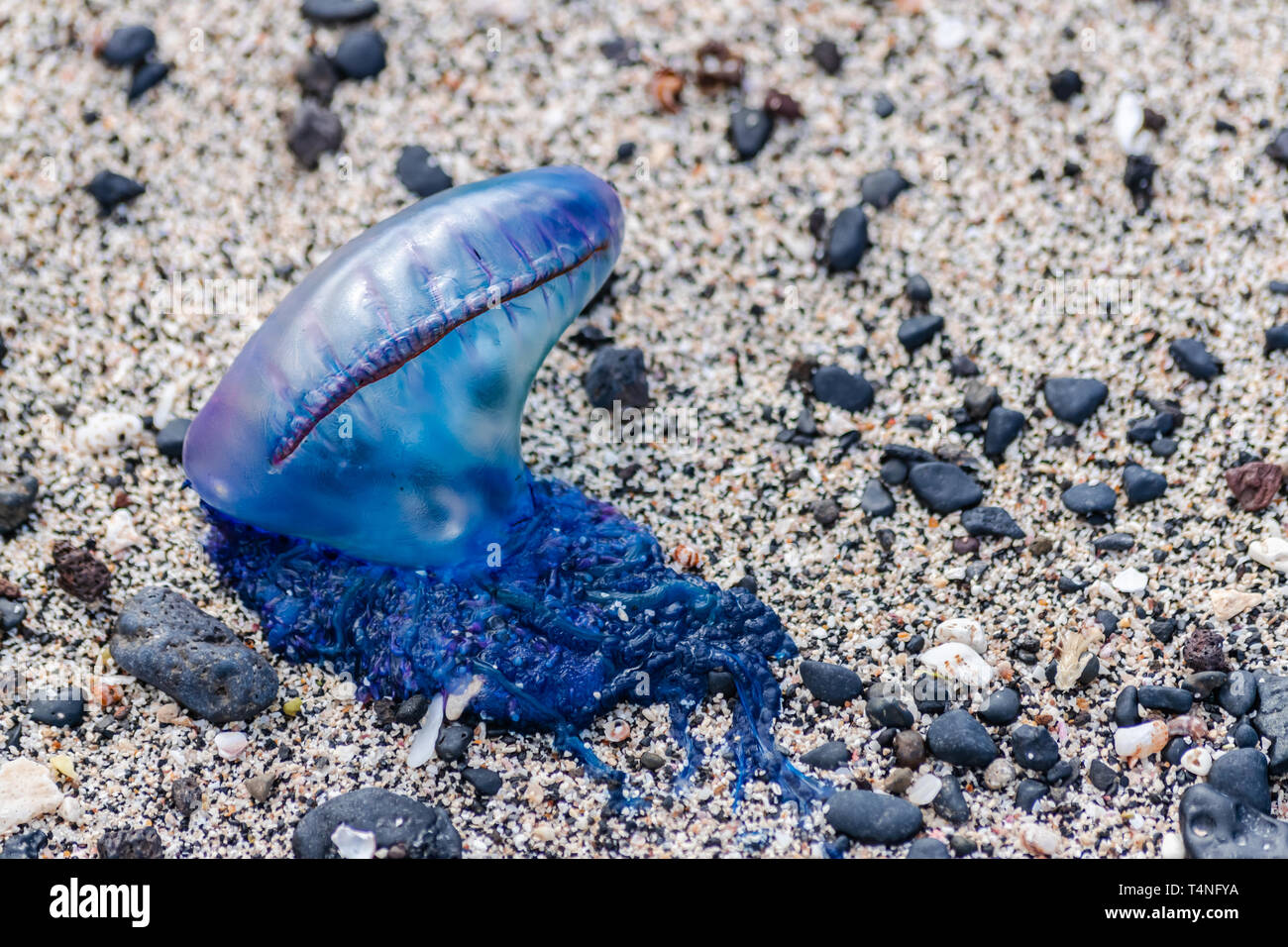 Bluebottle sting hi-res stock photography and images - Alamy