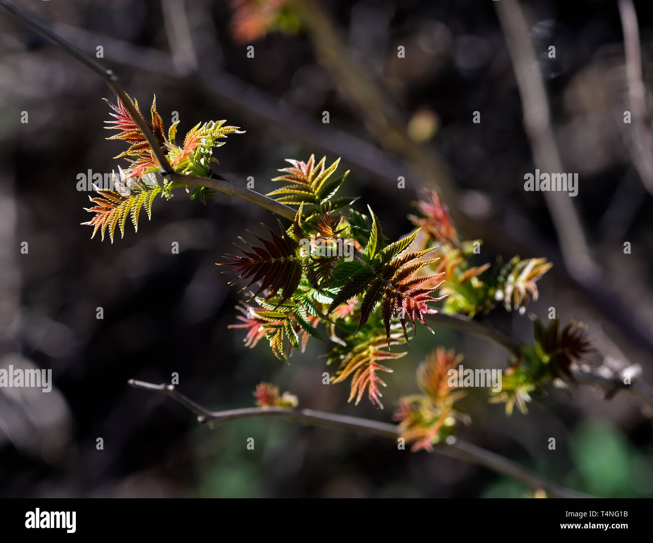 Spring thickets hi-res stock photography and images - Alamy