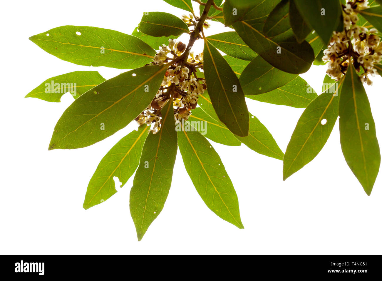 Flora of Gran Canaria - flowering Laurus novocanariensis, canarian ...
