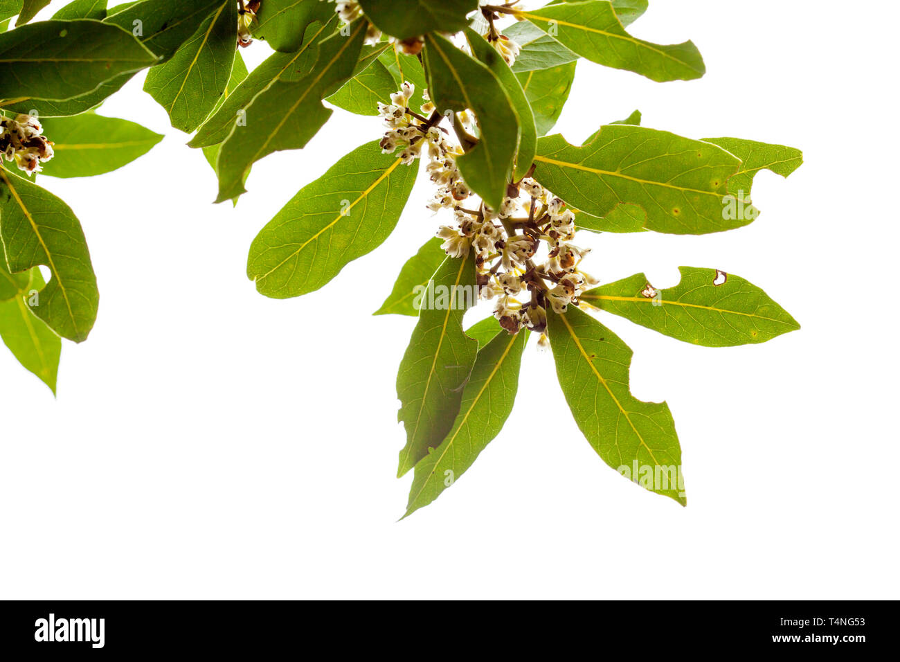 Flora of Gran Canaria - flowering Laurus novocanariensis, canarian ...