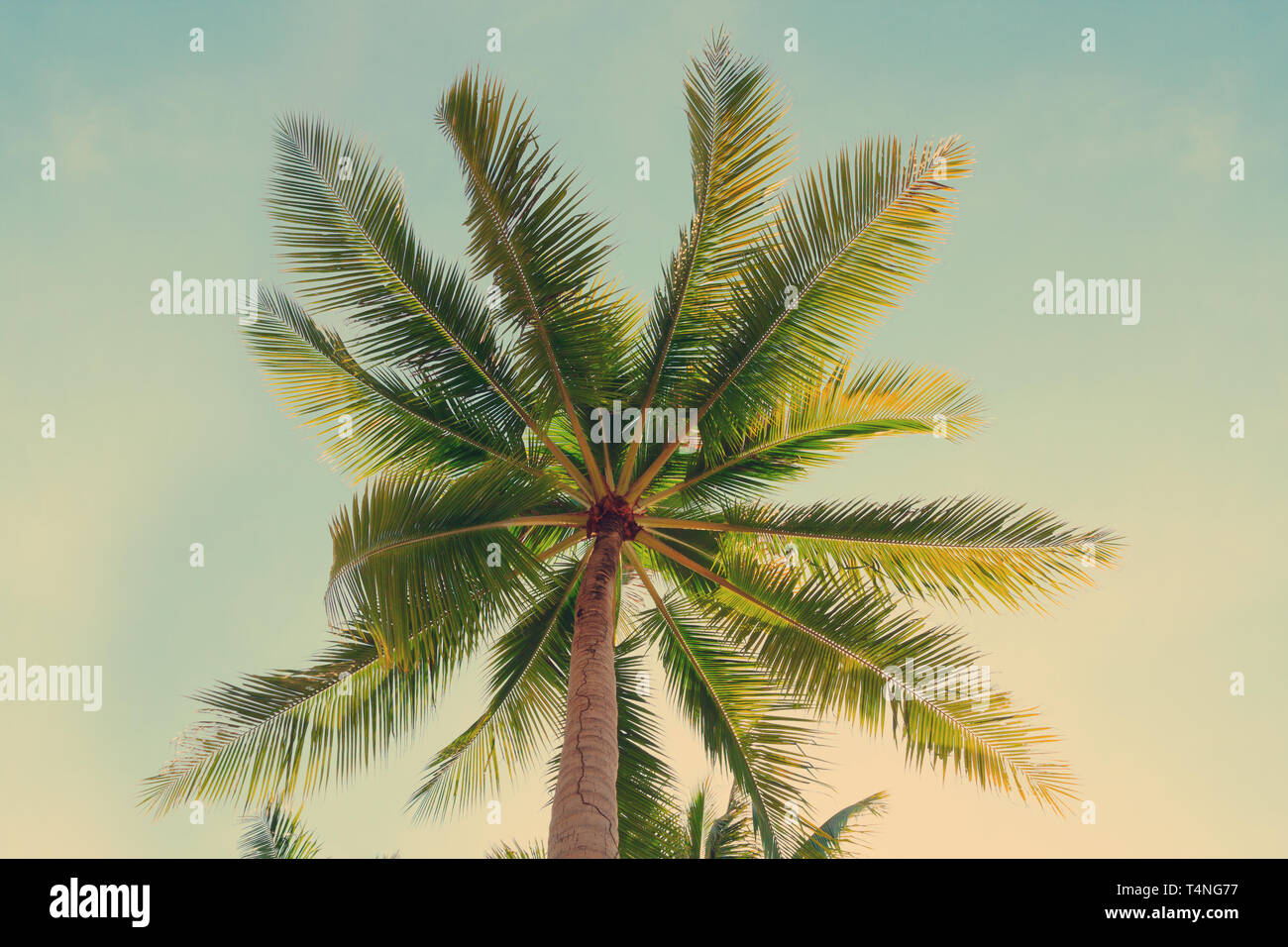 Vintage tropical palm tree Stock Photo - Alamy