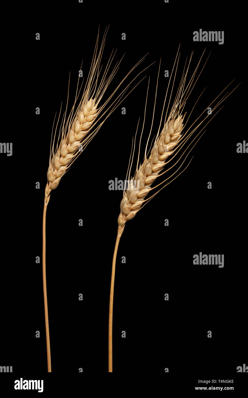 Wheat ears isolated on black Stock Photo - Alamy