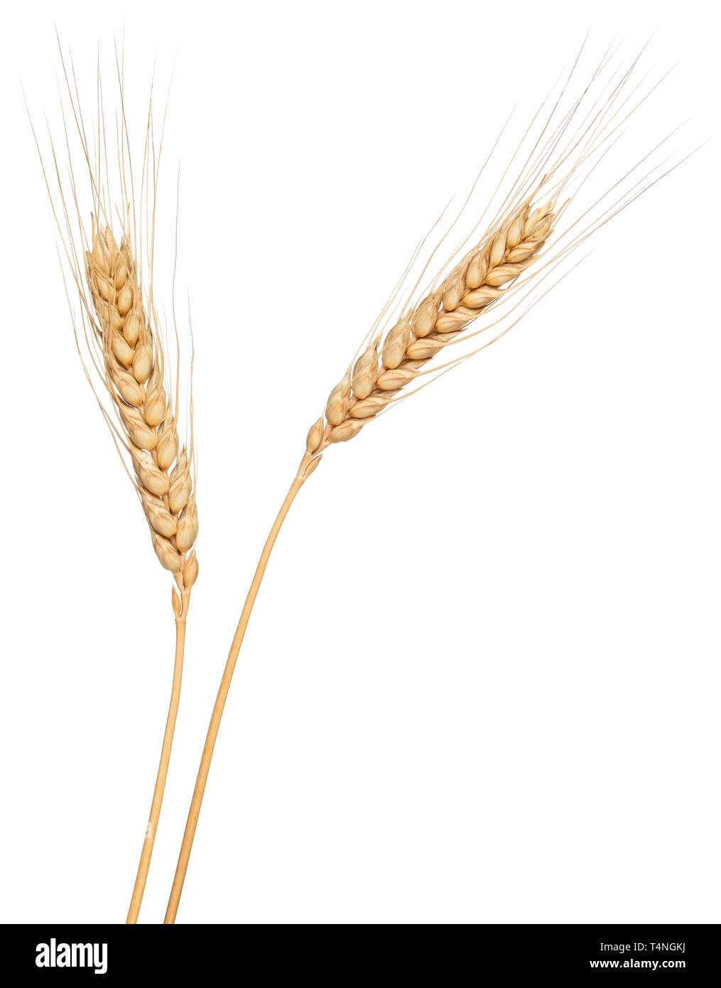 Wheat ear isolated on white Stock Photo - Alamy