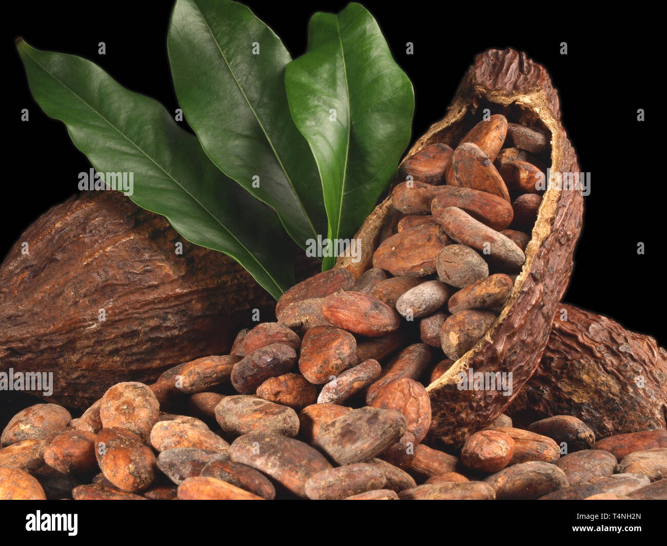 Open cacao fruit hi-res stock photography and images - Alamy