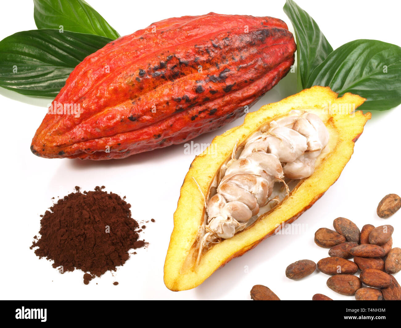 Fresh Cacao Fruit on white Background Stock Photo - Alamy