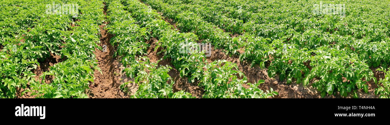 Potato farm field panorama hi-res stock photography and images - Alamy