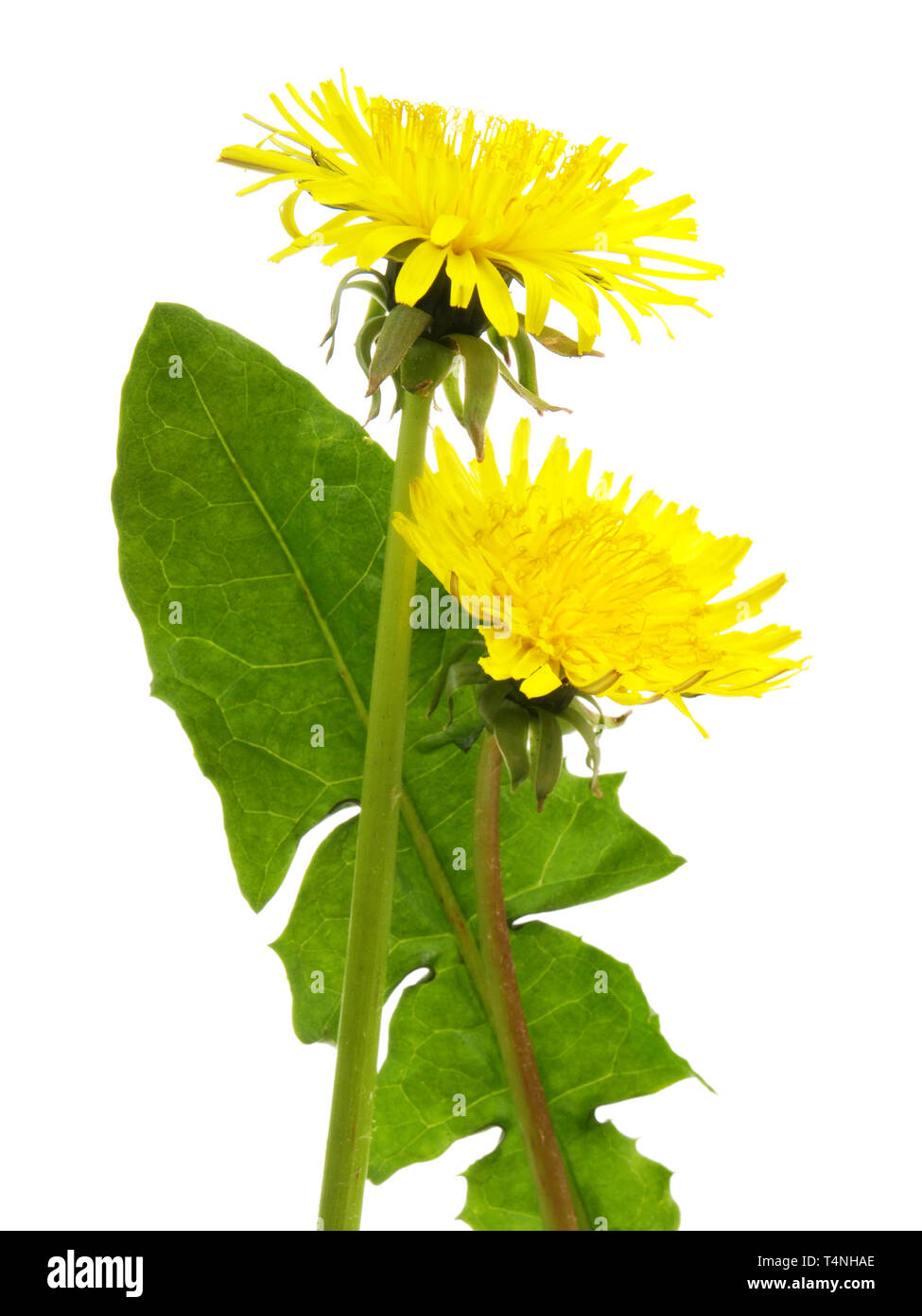 Isolation flower hi-res stock photography and images - Alamy