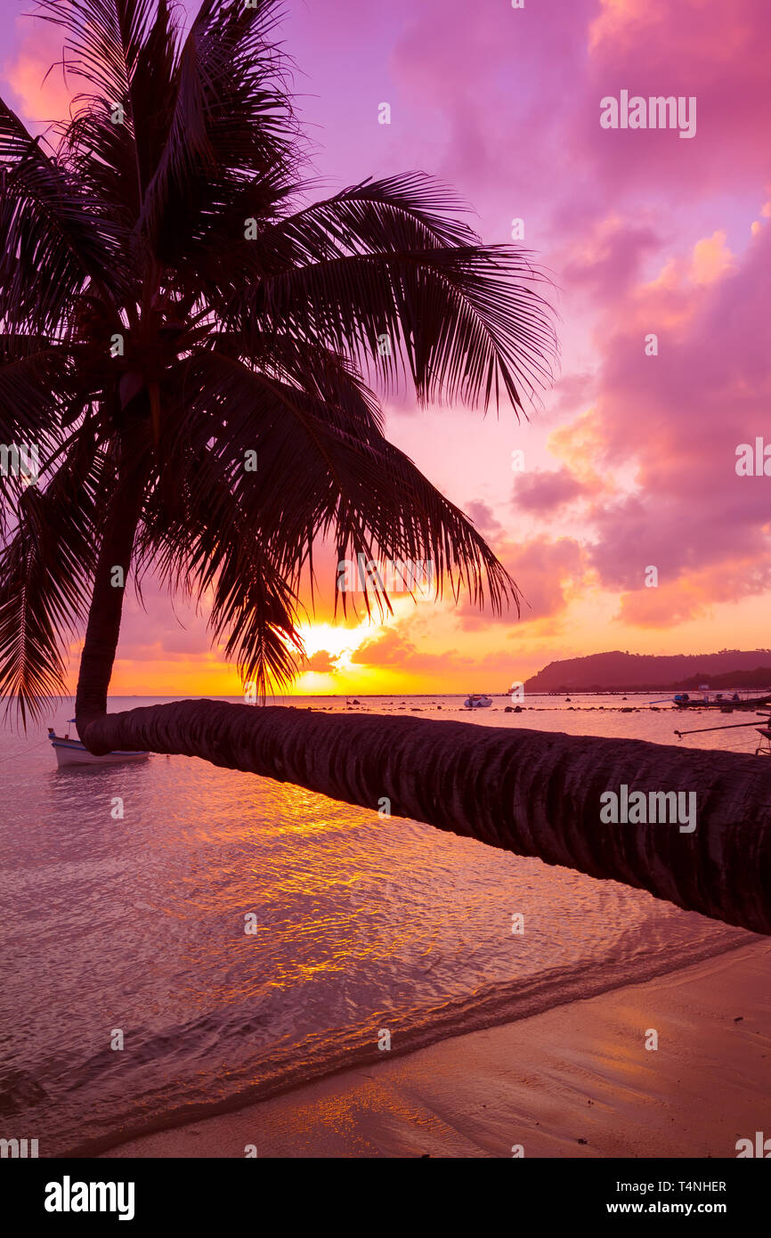Tropical sunset with coconut palm tree over water Stock Photo - Alamy