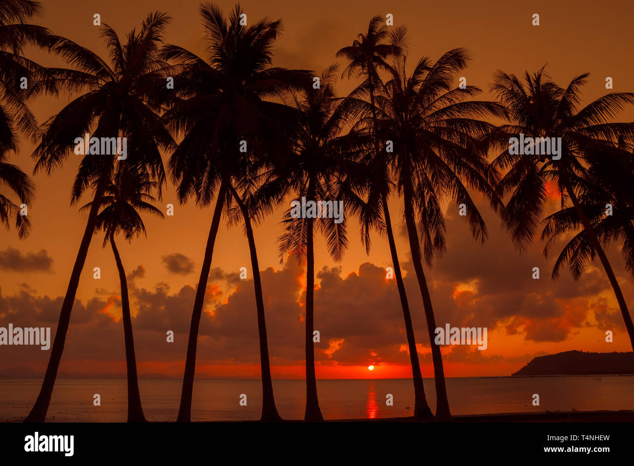 Palm trees on the beach at sunset light Stock Photo - Alamy