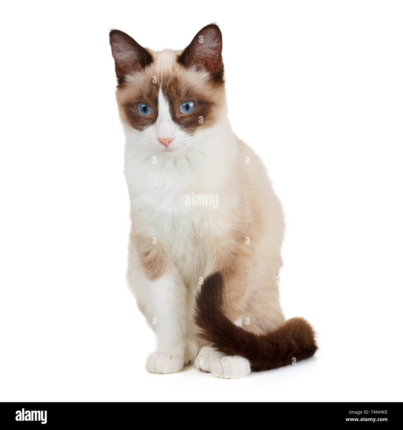Snowshoe cat, isolated on white background Stock Photo - Alamy