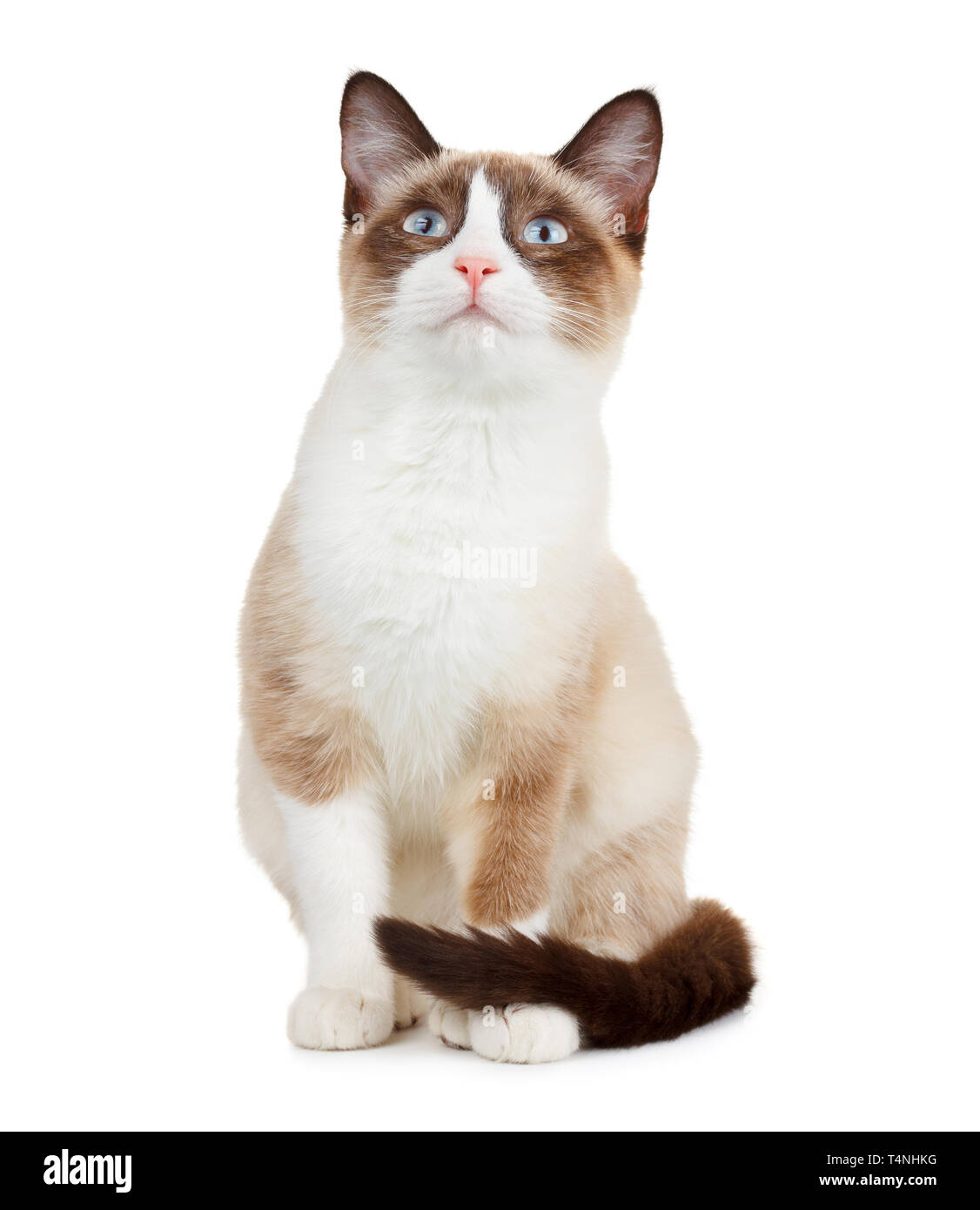Snowshoe cat, isolated on white background Stock Photo - Alamy