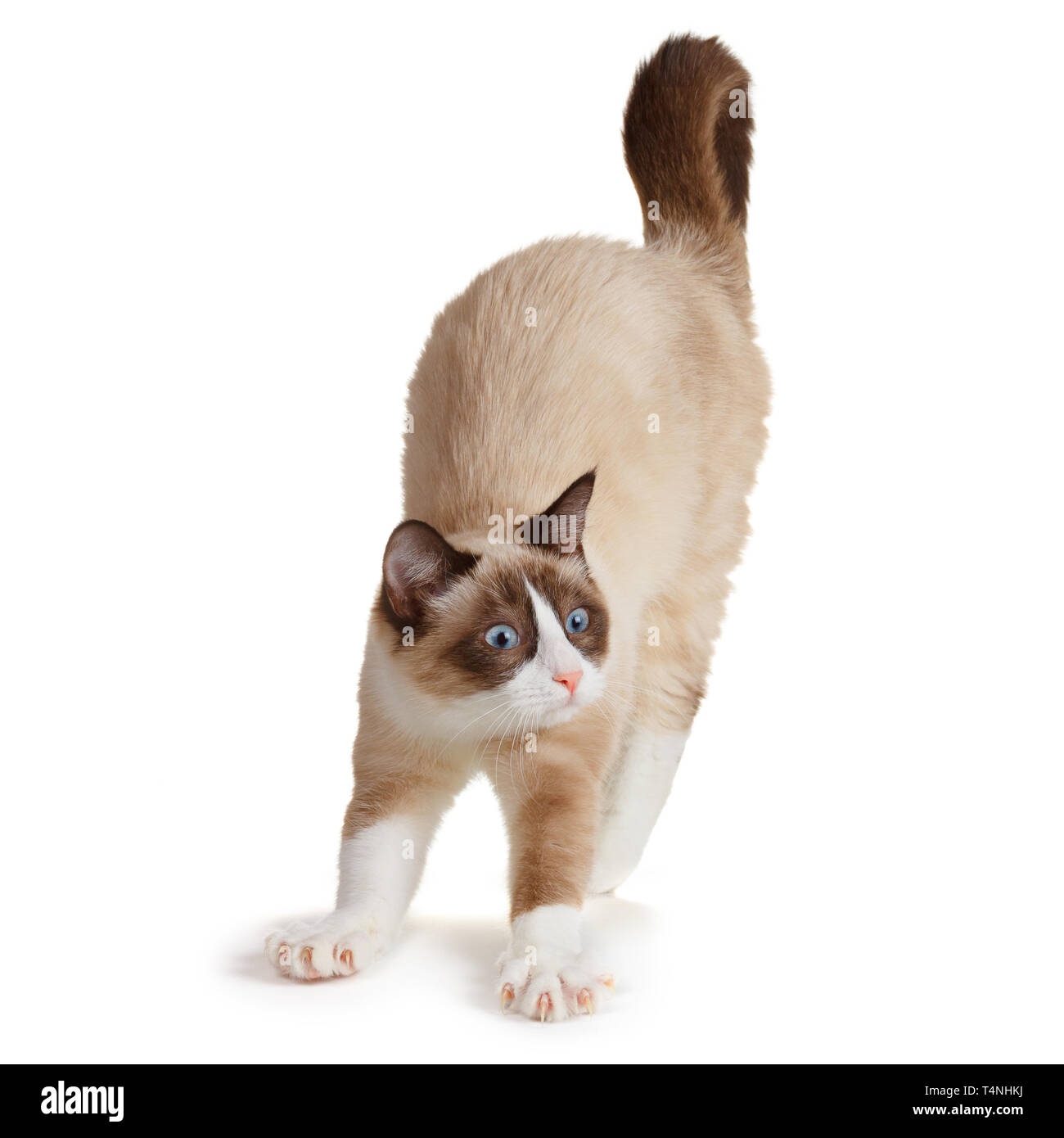 Cat stretching, isolated on white background Stock Photo - Alamy