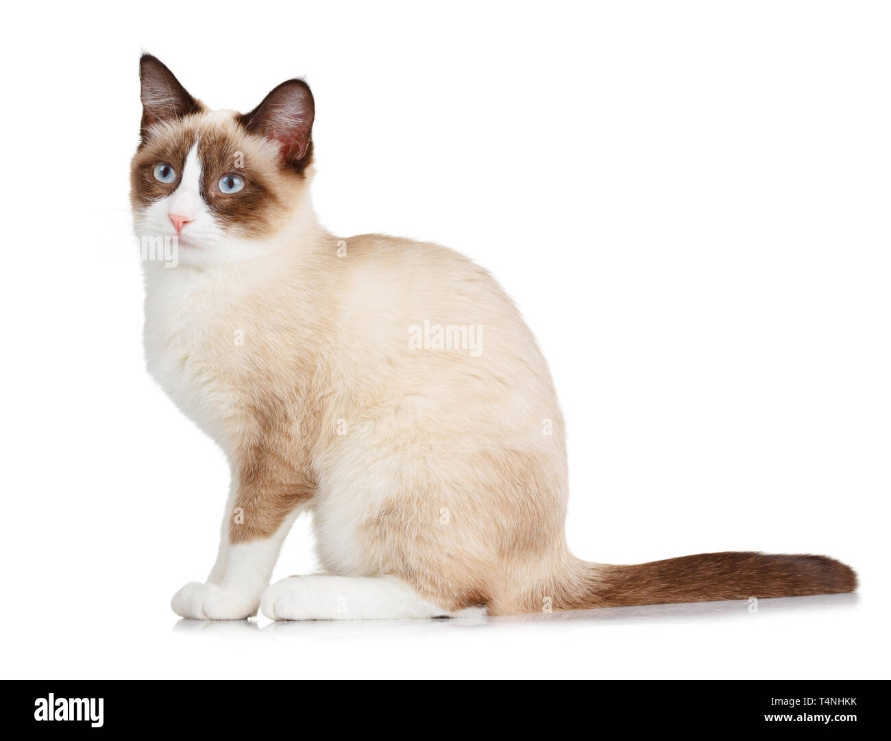 Snowshoe cat, isolated on white background Stock Photo - Alamy