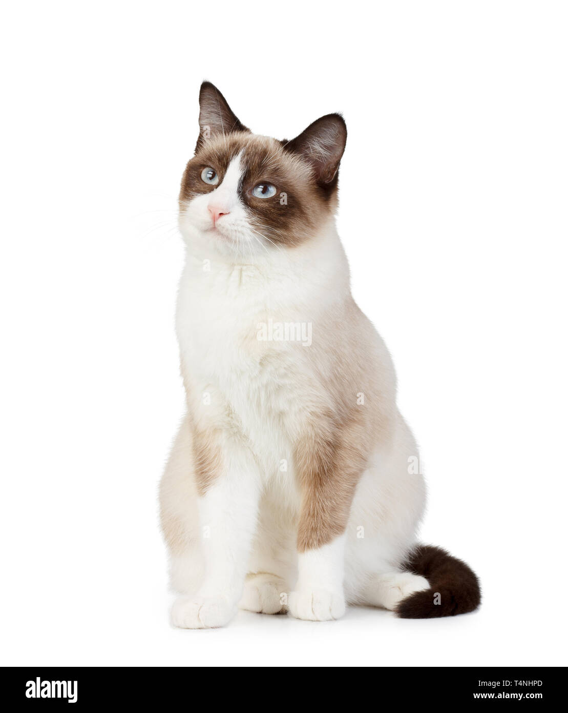 Snowshoe cat, isolated on white background Stock Photo - Alamy