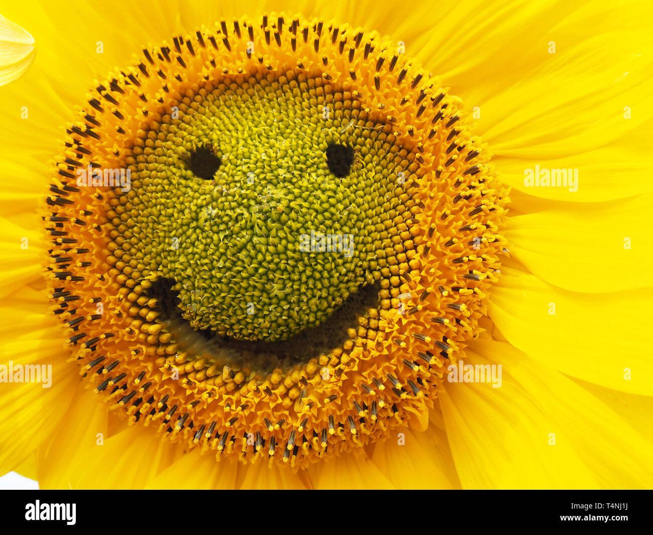 Sunflower on the Field - Smiling Face Stock Photo - Alamy