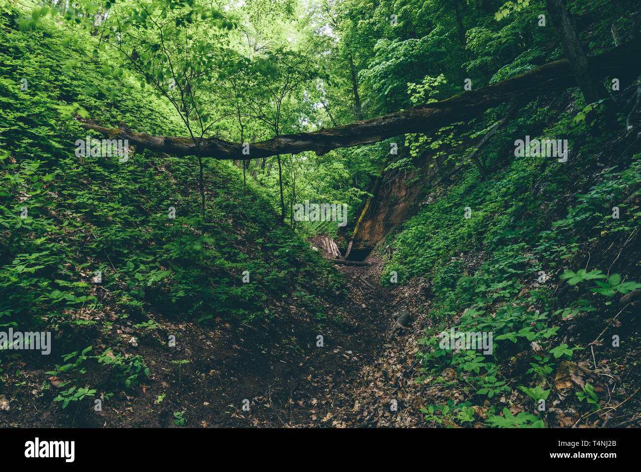 Gully with fallen trees and cave entrance in forest Stock Photo - Alamy