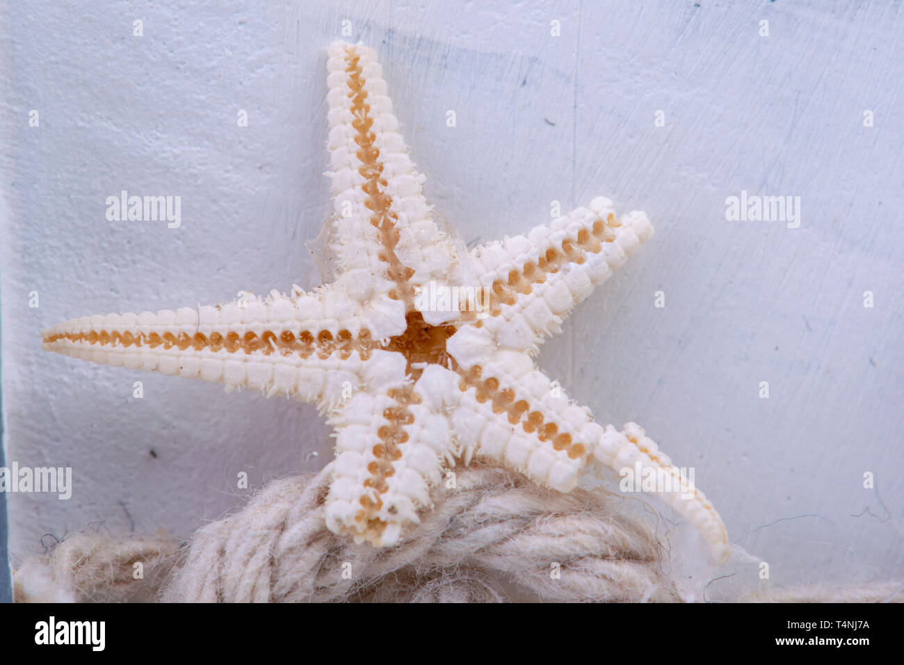 small white starfish Stock Photo - Alamy