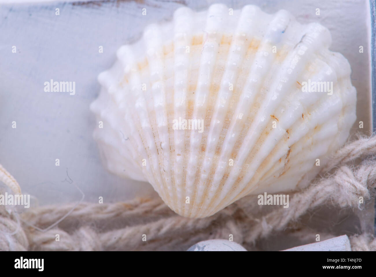 small white shell with old thaws Stock Photo - Alamy
