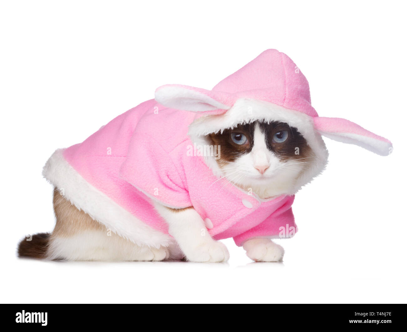 Rabbit costume hi-res stock photography and images - Alamy