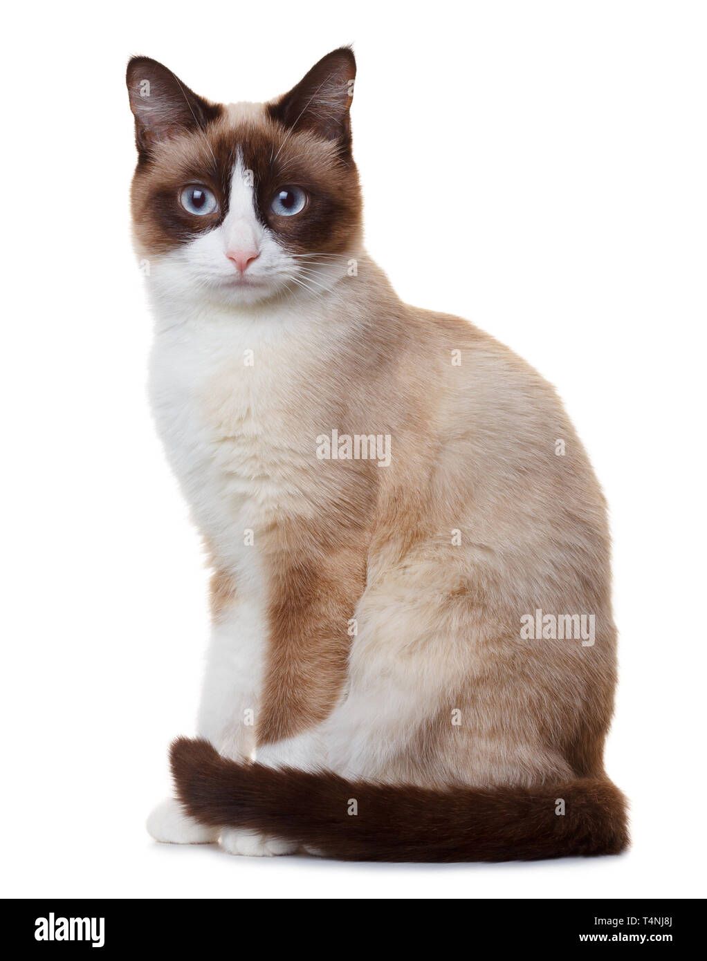 Snowshoe cat hi-res stock photography and images - Alamy