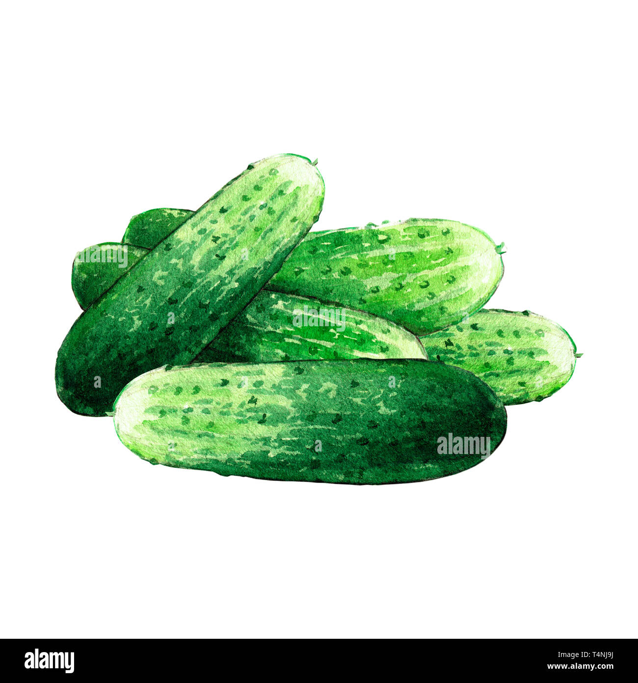 cucumber watercolor illustration on white background Stock Photo - Alamy