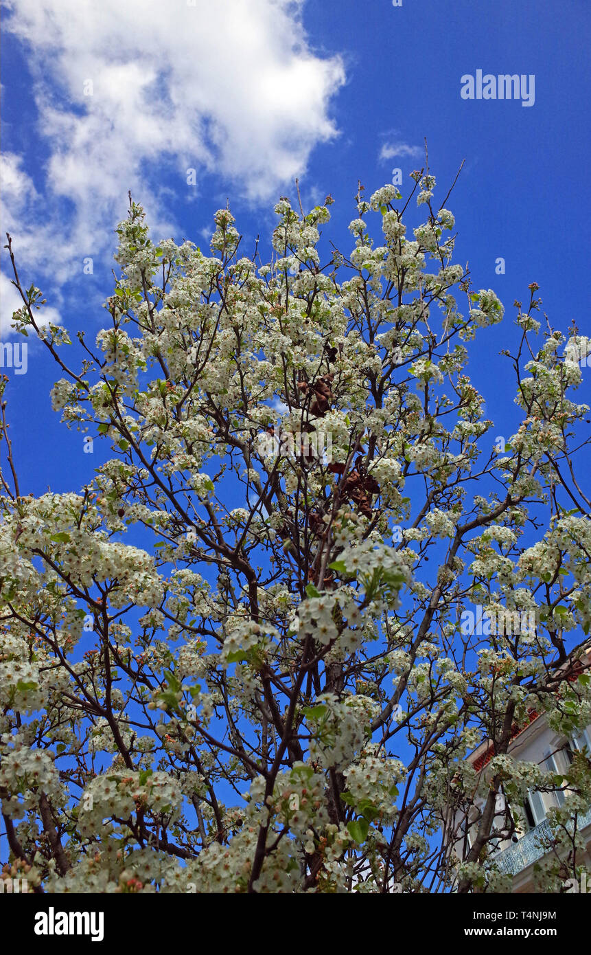 Pyrus calleryana chanticleer hi-res stock photography and images - Alamy