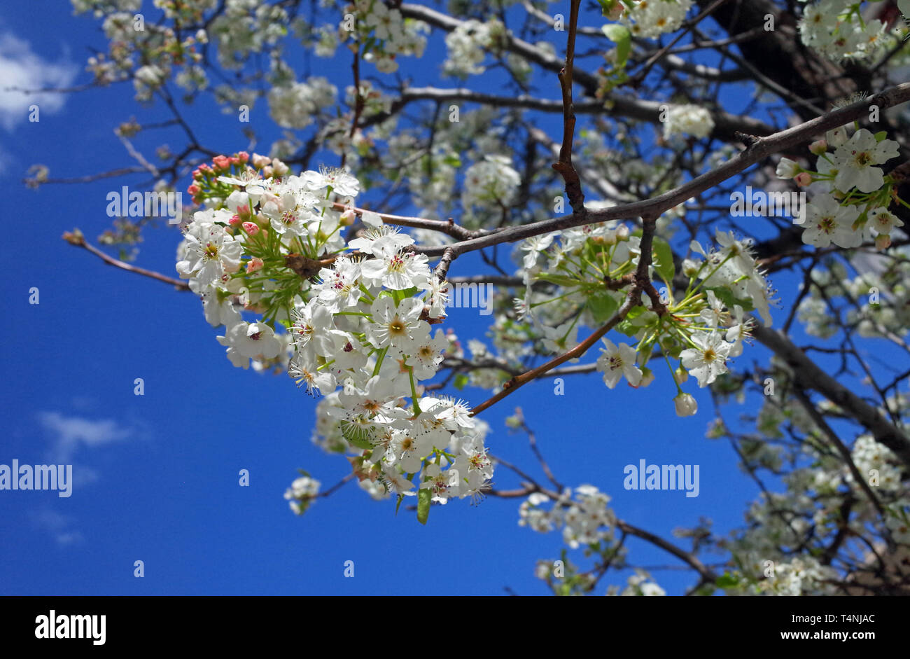 Flowering of spring (pyrus calleryana "chanticleer Stock Photo - Alamy
