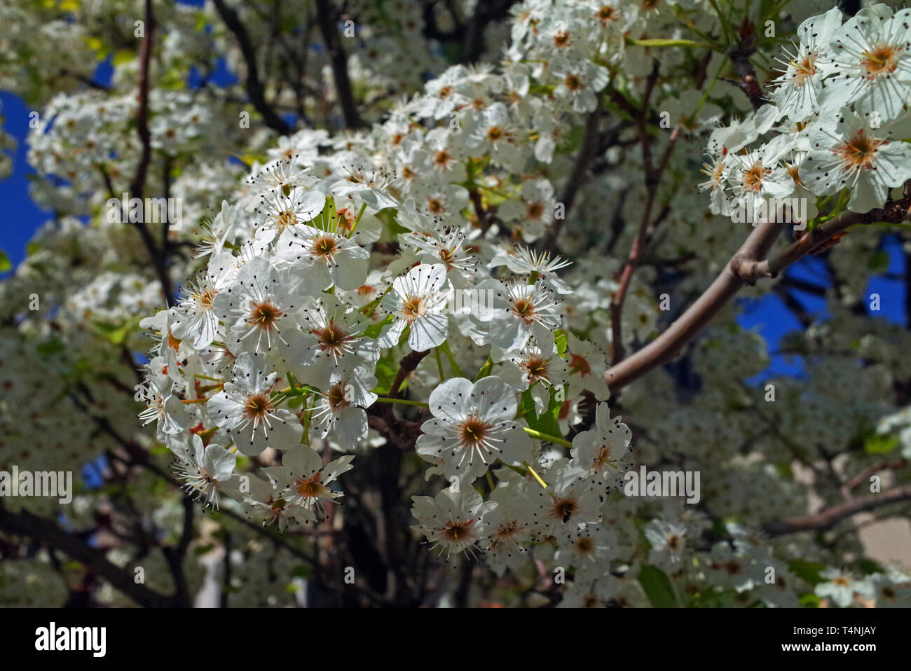 Flowering of spring (pyrus calleryana "chanticleer Stock Photo - Alamy