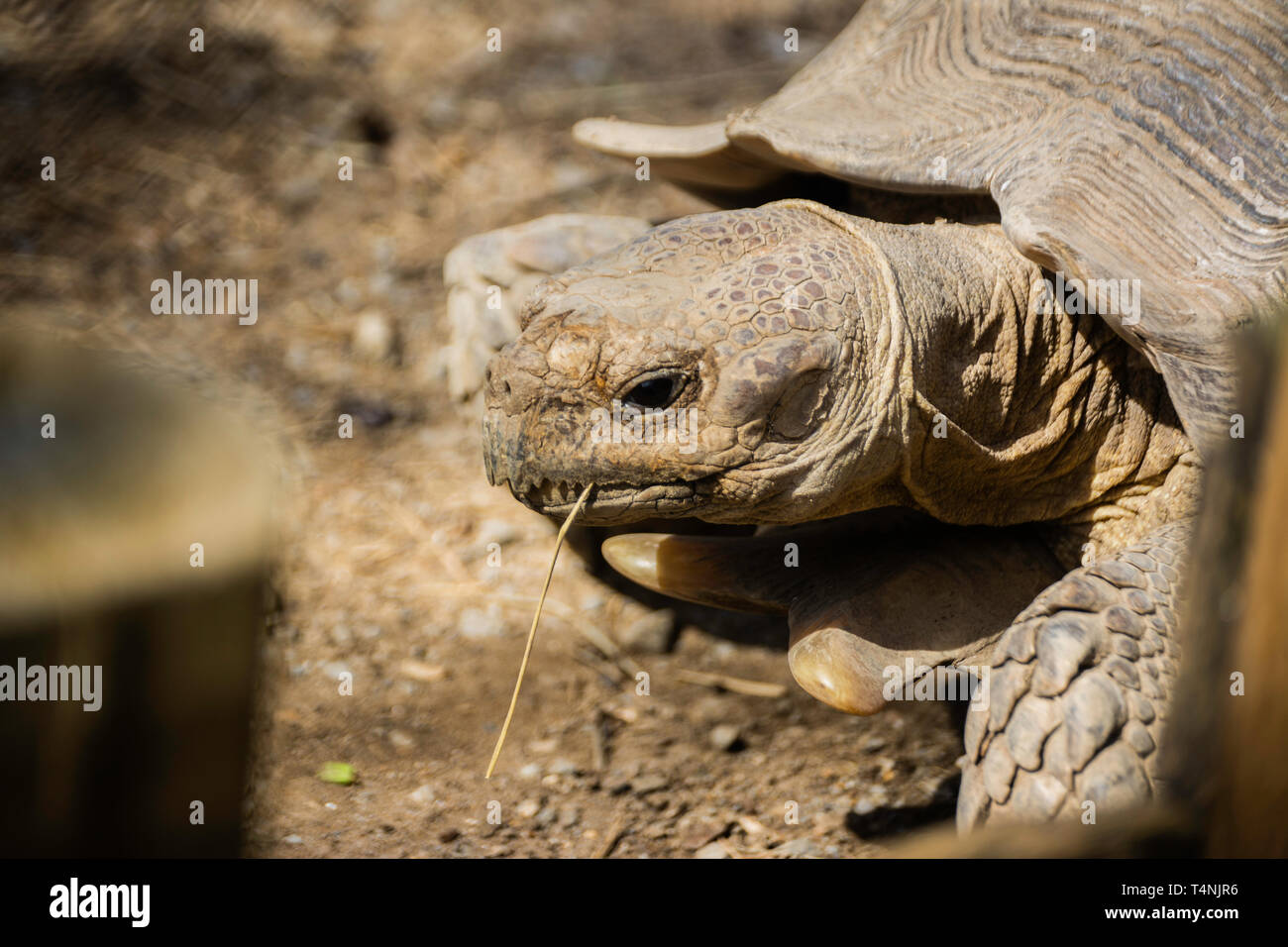 Radiated tortoise eating Stock Photo - Alamy