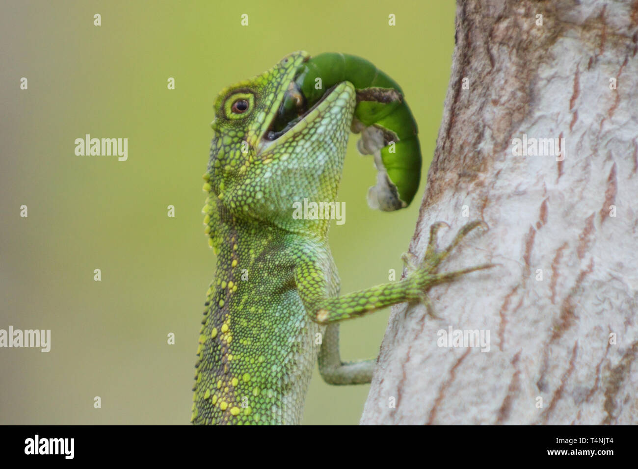 Japanese lizards hi-res stock photography and images - Alamy