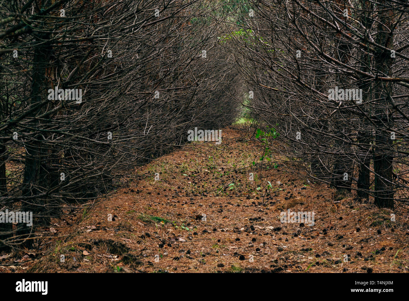 Dark pine forest with trees in a row Stock Photo - Alamy