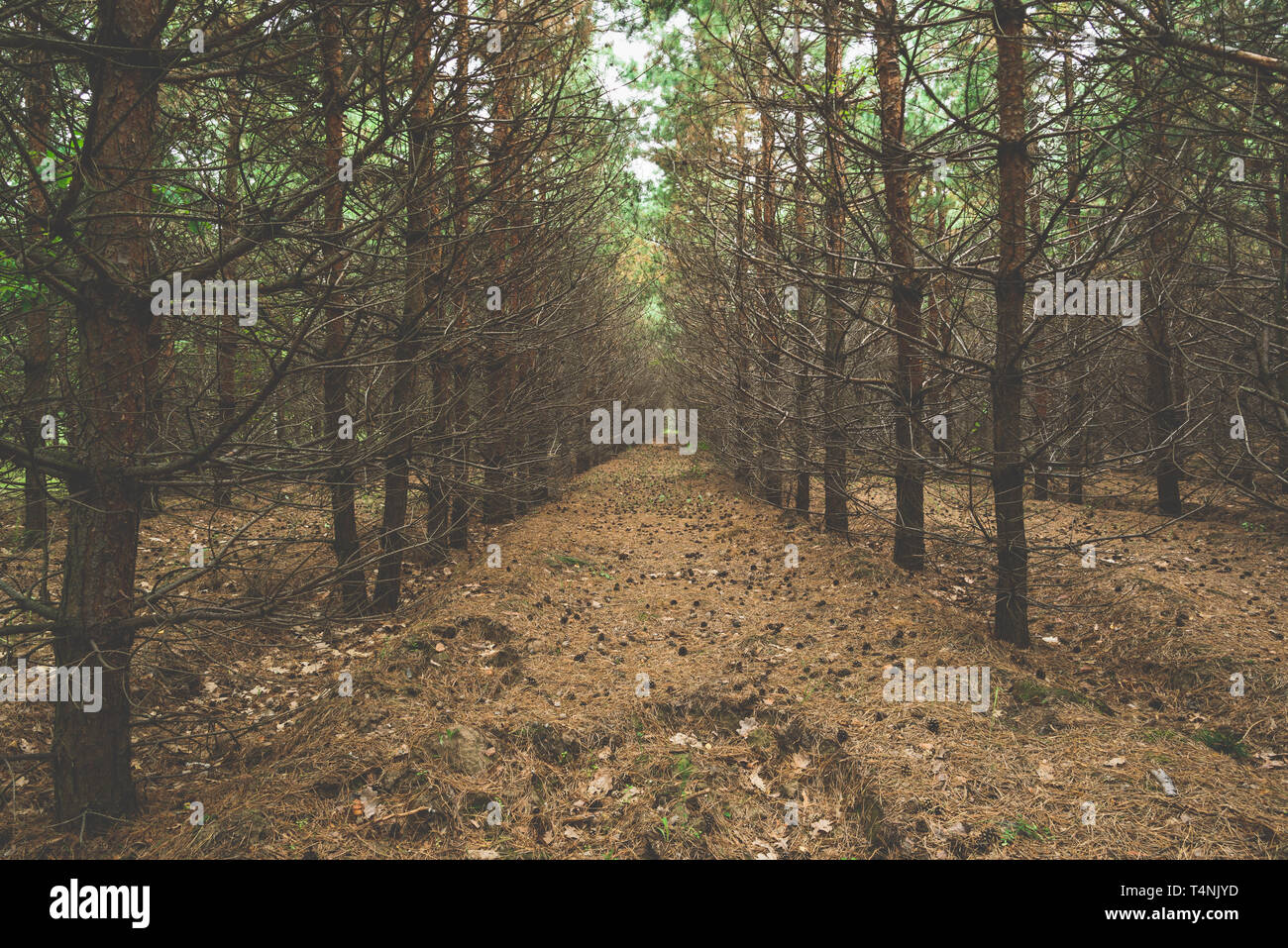 Dark pine forest with trees in a row Stock Photo - Alamy